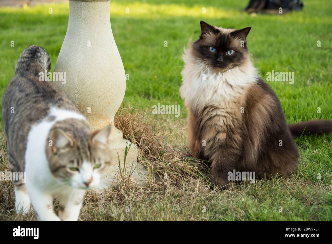 Large ragdoll cat hi-res stock photography and images - Alamy