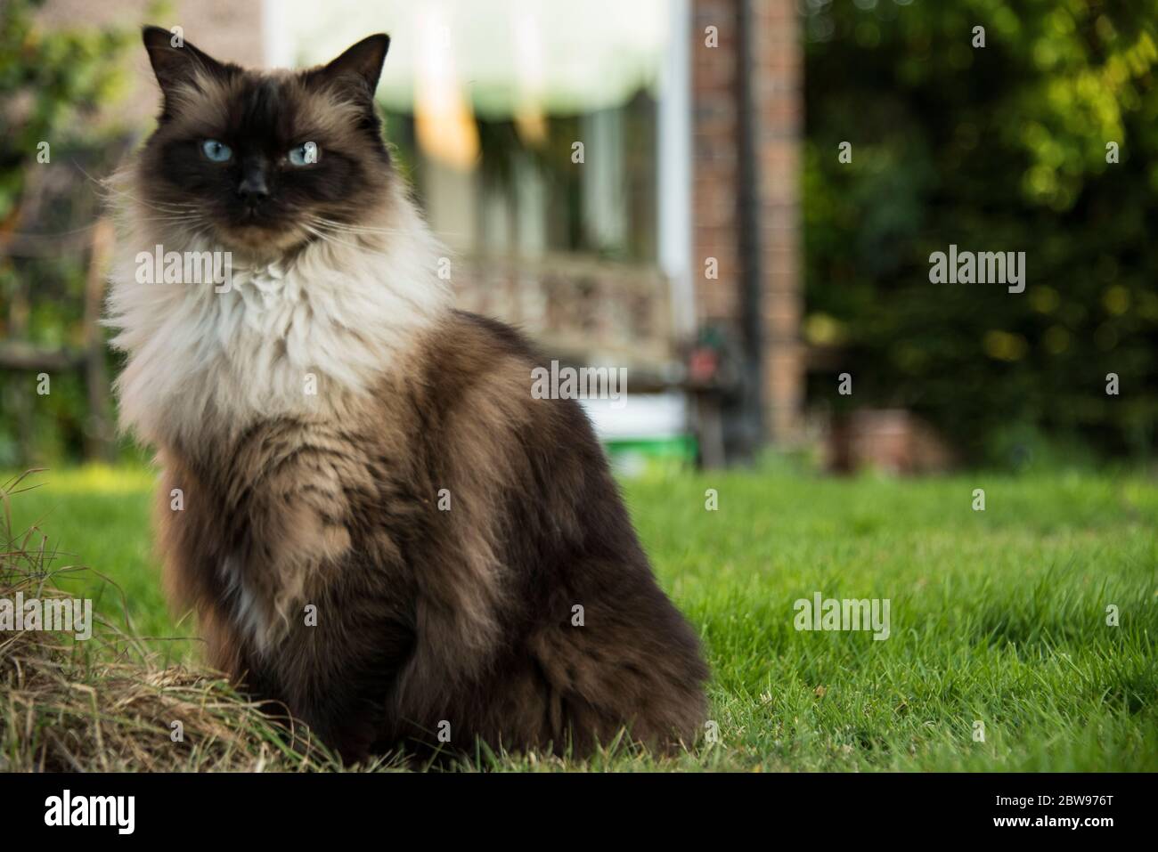 Large ragdoll cat hi-res stock photography and images - Alamy
