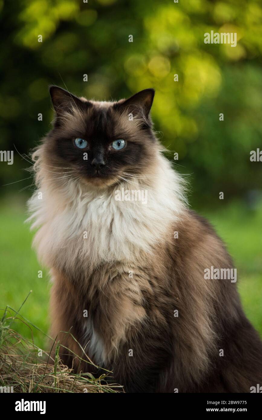Large ragdoll cat hi-res stock photography and images - Alamy