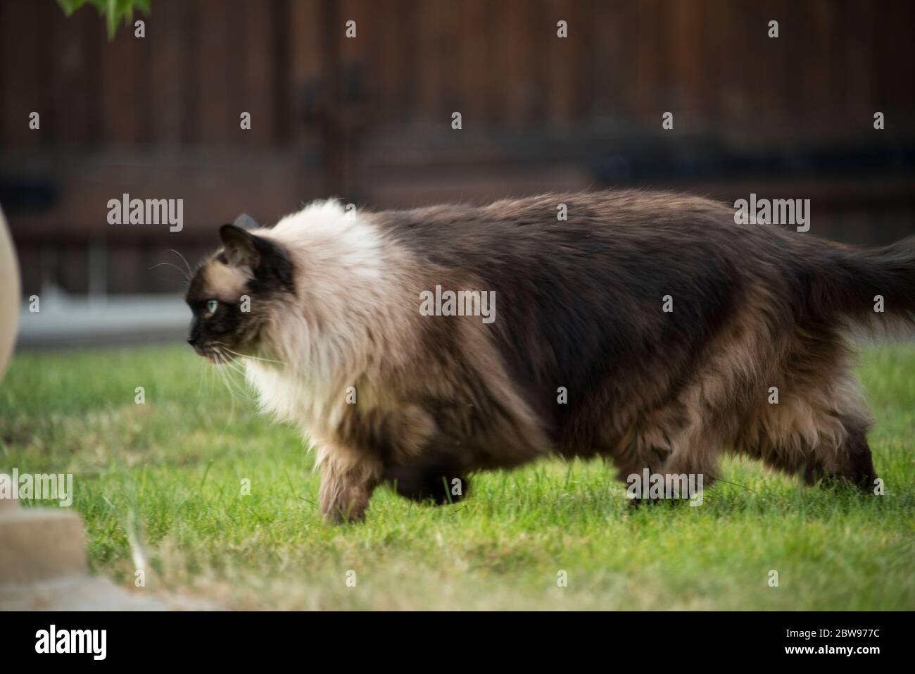 Large ragdoll cat hi-res stock photography and images - Alamy