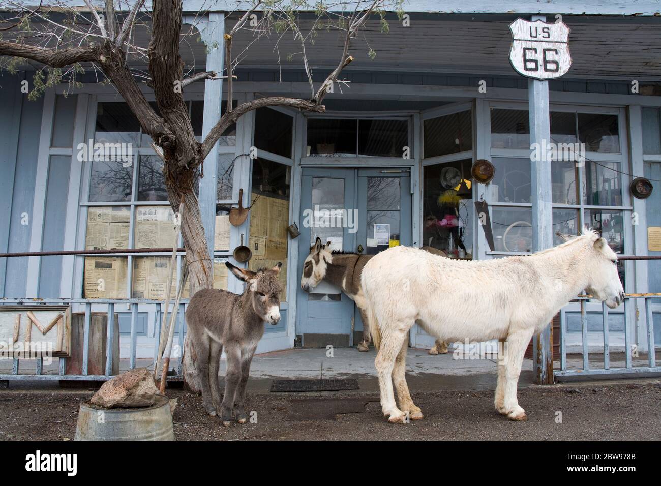 Wild Burros outside store in Oatman mining town, Arizona, USA Stock ...