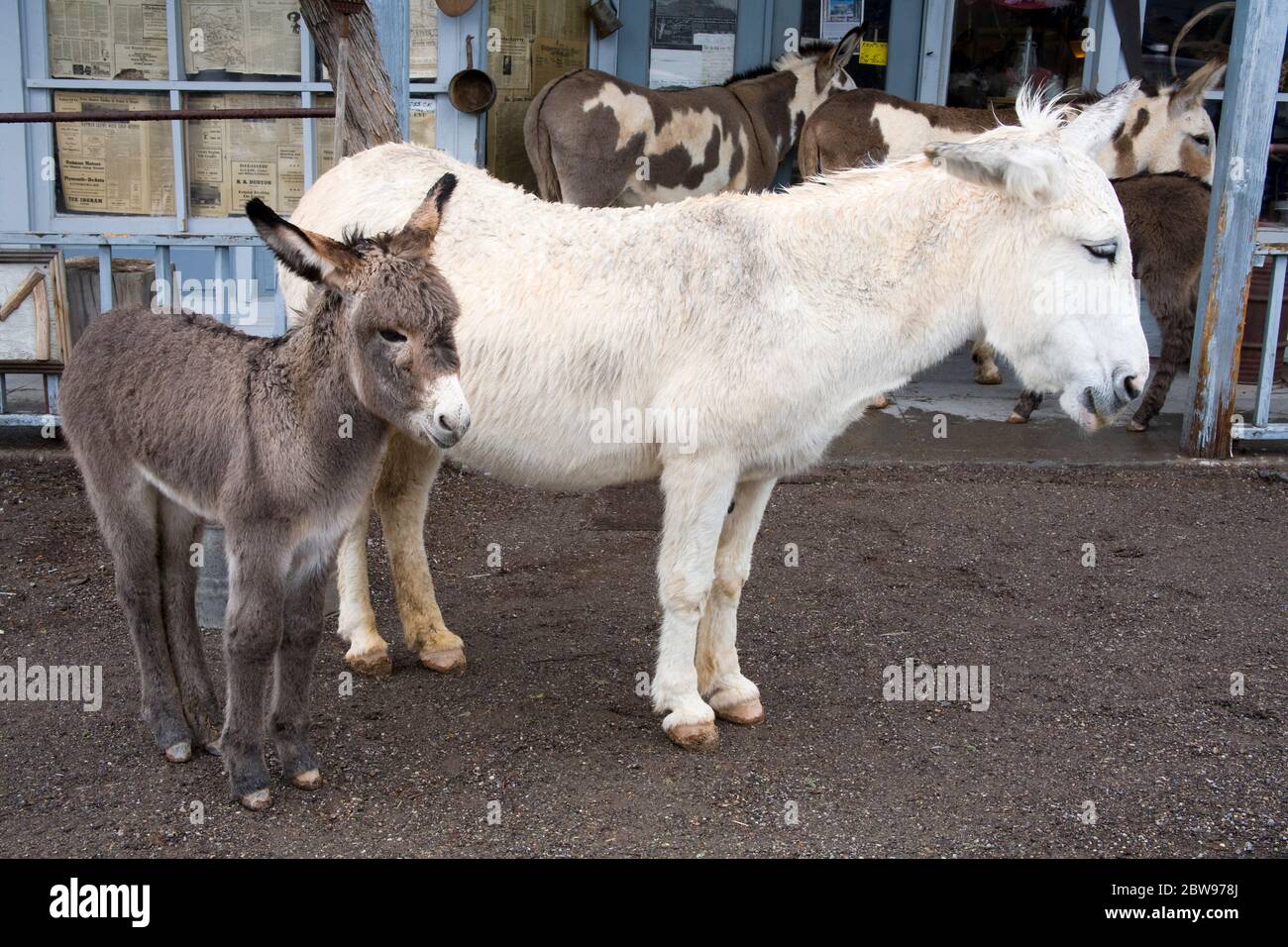 Wild Burros outside store in Oatman mining town, Arizona, USA Stock ...