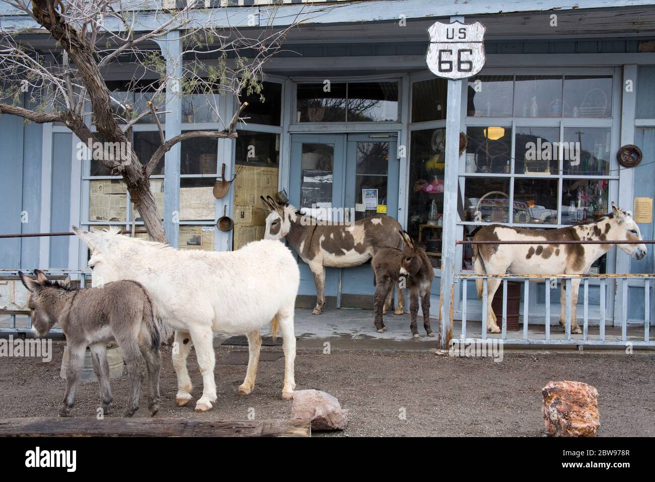 Wild Burros outside store in Oatman mining town, Arizona, USA Stock ...