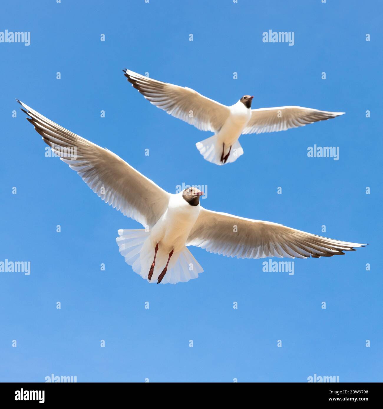 Two wing fly hi-res stock photography and images - Alamy