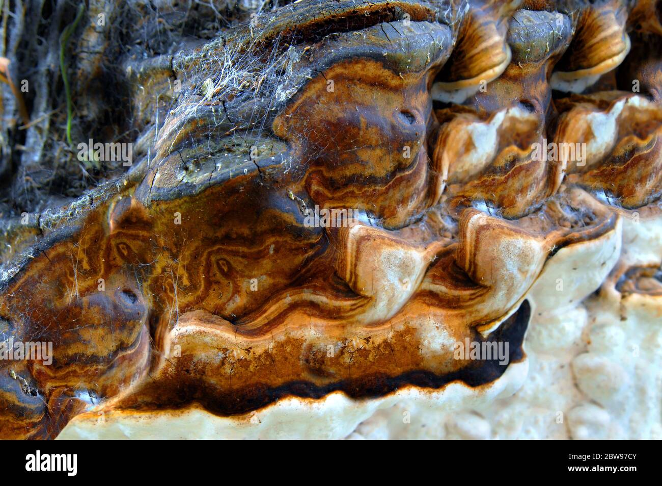 Koa tree hi-res stock photography and images - Alamy