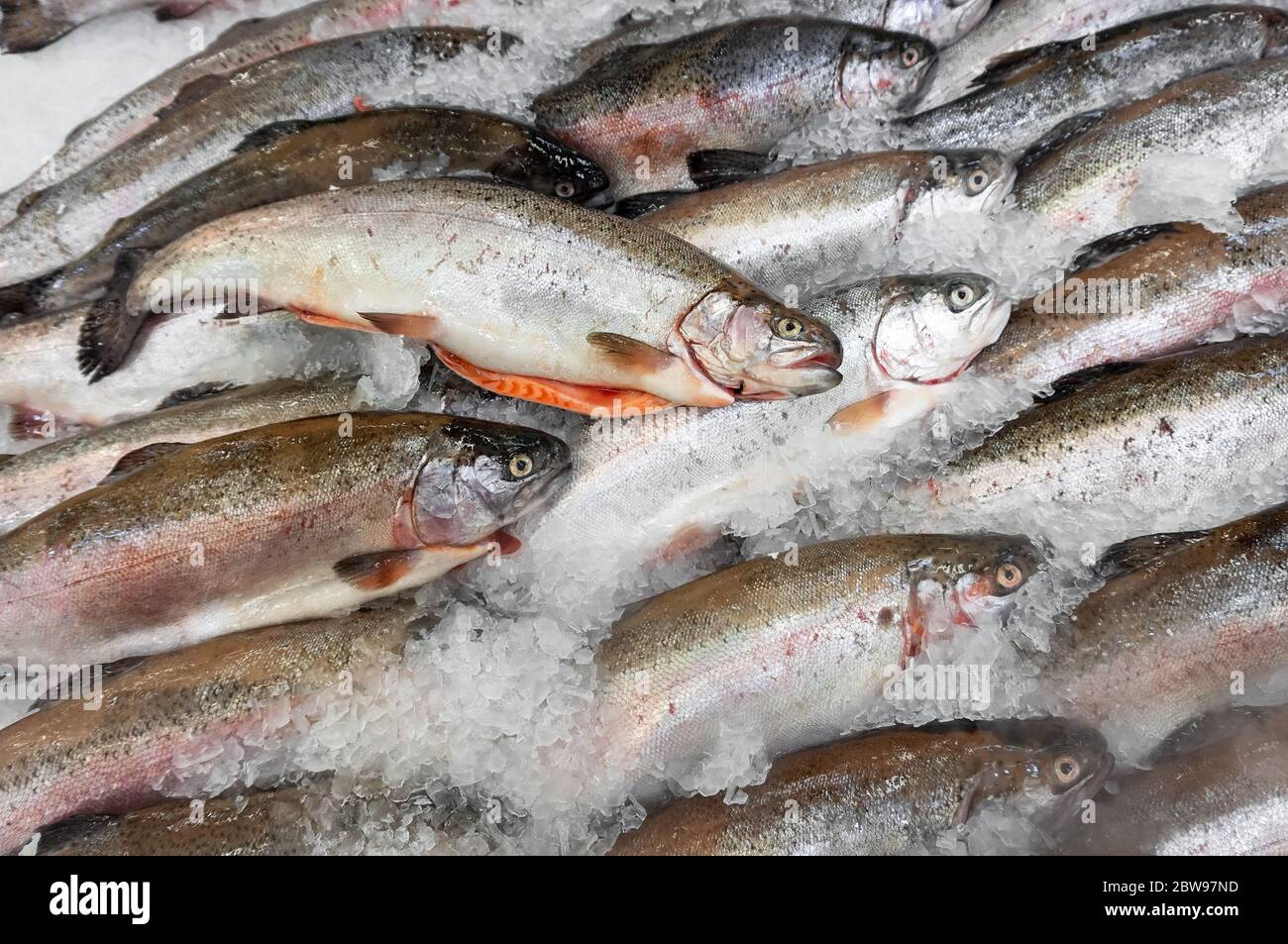 chilled whole carcasses of fresh salmon fish lie in ice on a market ...