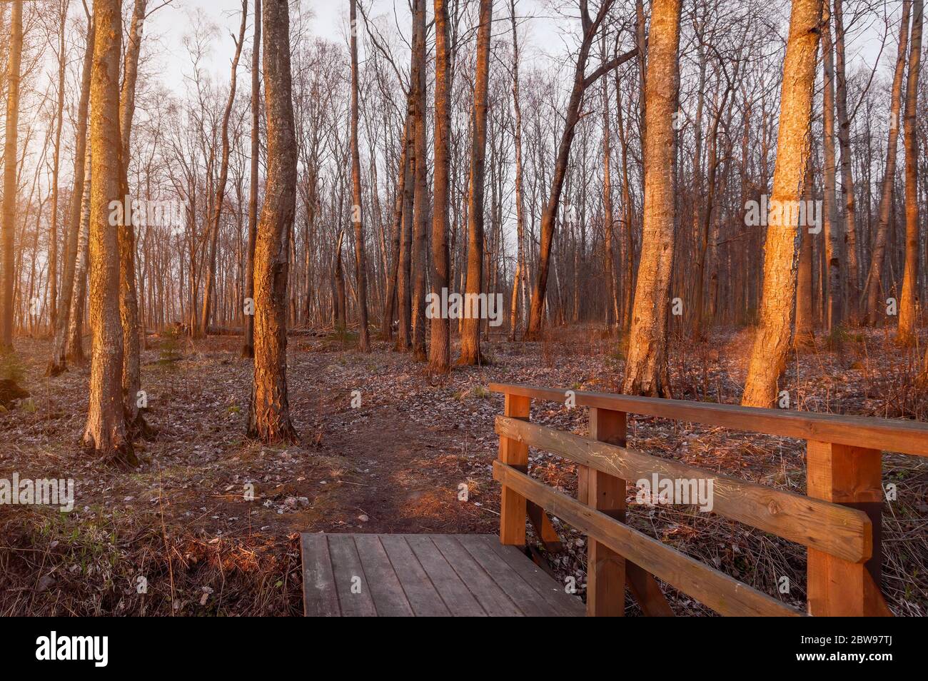 beautiful autumn or spring forest at sunset, path with a wooden bridge ...