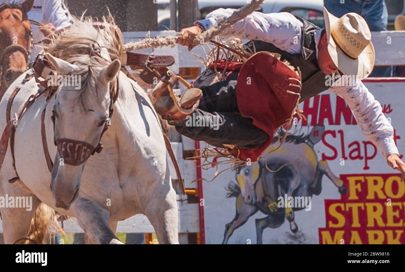 Bronc rider hi-res stock photography and images - Alamy