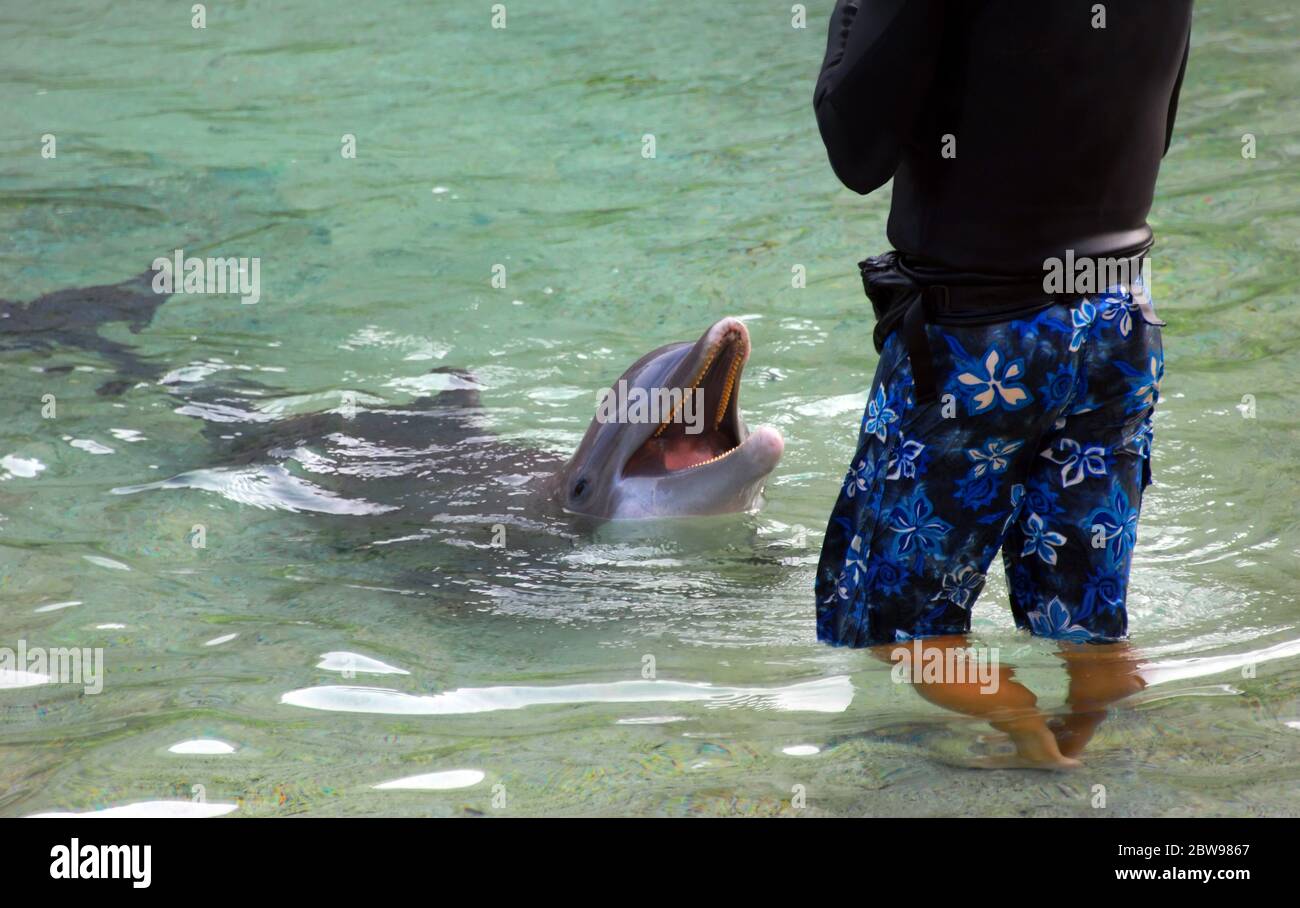 Trainer for bottle nose dolphin waits for dolphin to perform trick ...