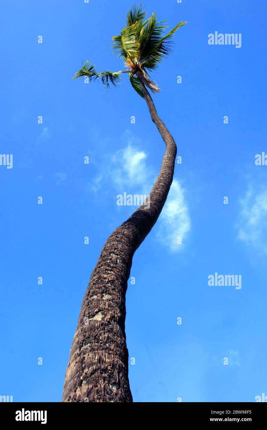 Bending palm tree hi-res stock photography and images - Alamy