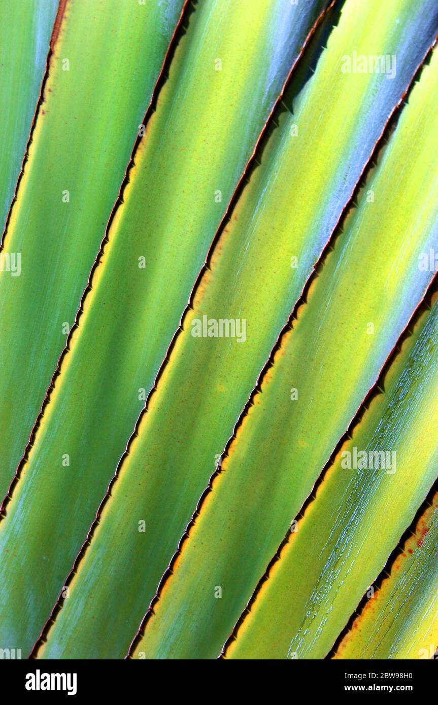 Big Island botanical has diagonal lines from rough edged leaves running ...