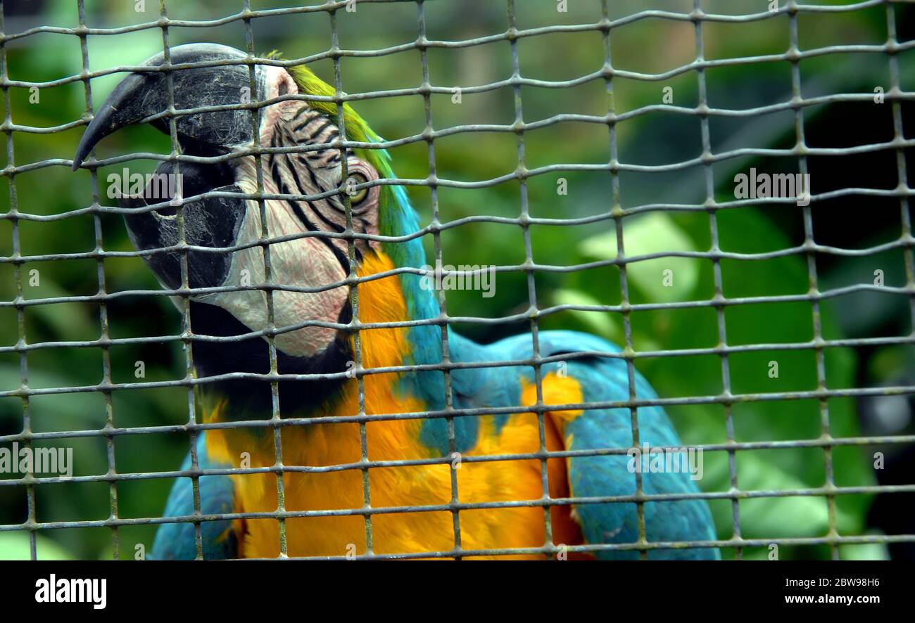 Macaw bites his cage in an attempt to gain his freedom. Beak protrudes ...