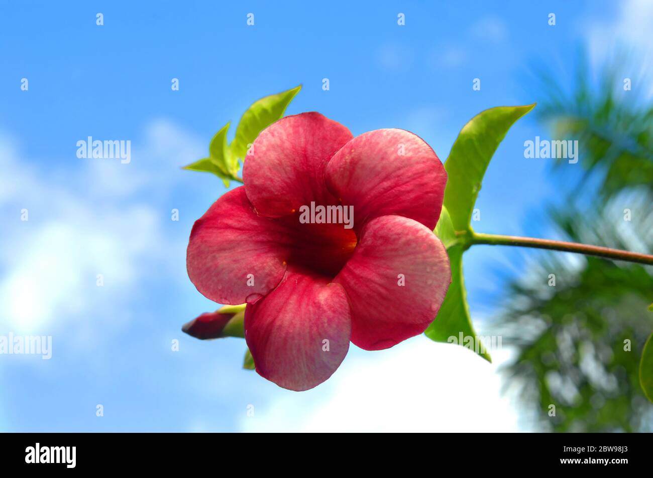 Big blue open skies hi-res stock photography and images - Alamy