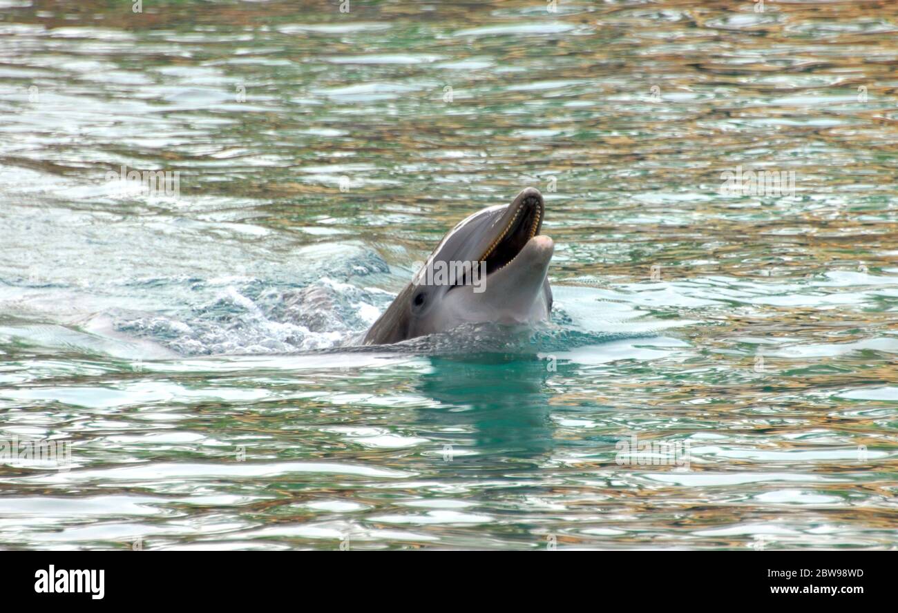 Dolphin surfaces and playfully calls with his mouth open. This dolphin ...