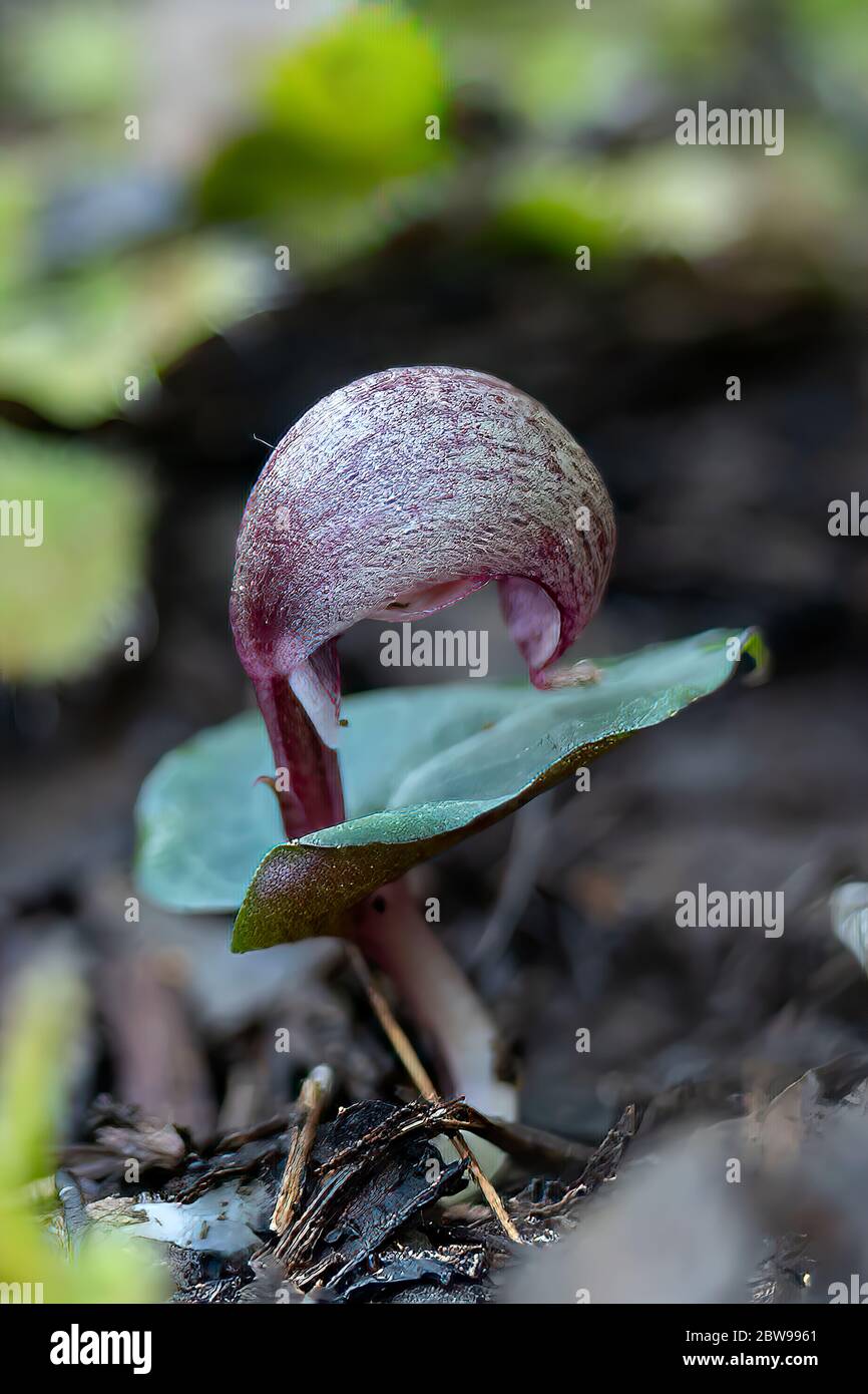 Corybas aconitiflorus, Spurred Helmet-orchid Stock Photo - Alamy