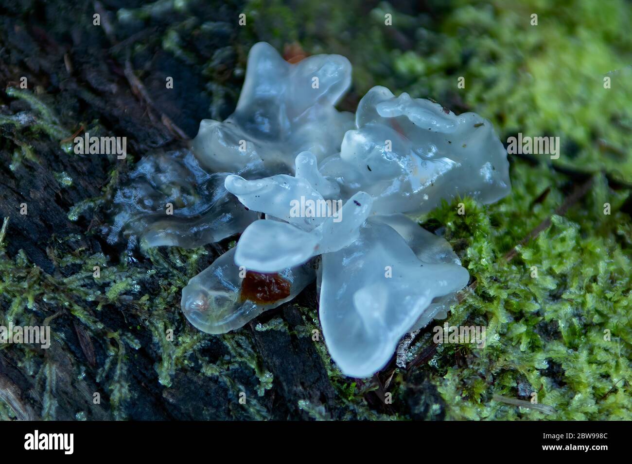 Australian native fungi hi-res stock photography and images - Alamy