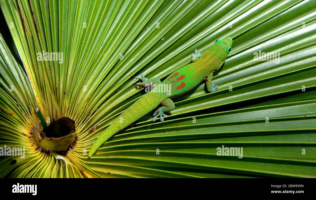 Colorful gecko lizard camoflauges himself amoung the pleats of a ...