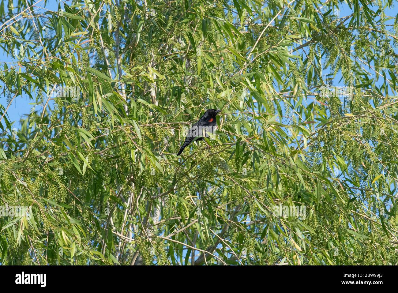 Bird in a tree Stock Photo - Alamy