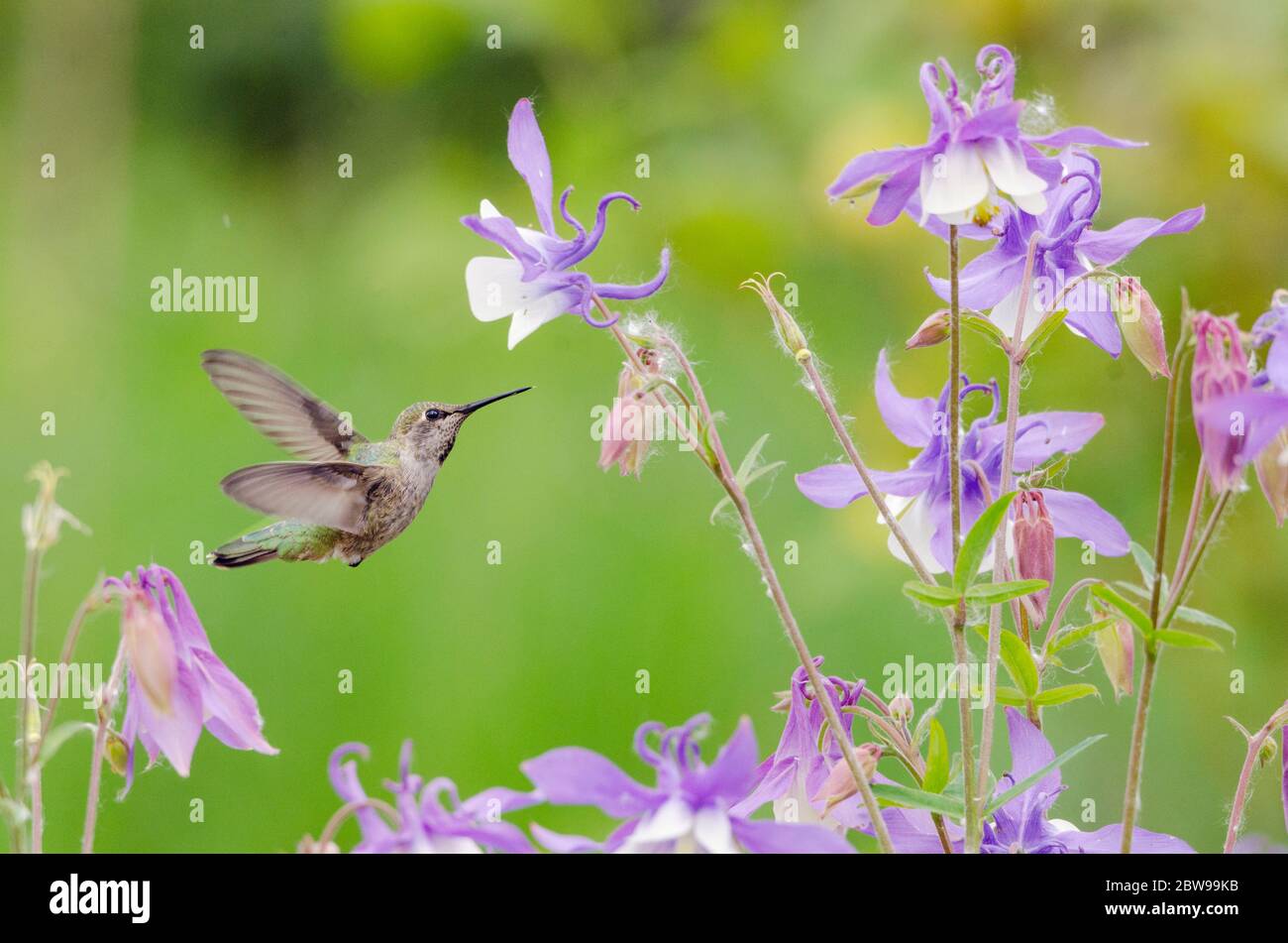 Stock columbine hi-res stock photography and images - Alamy