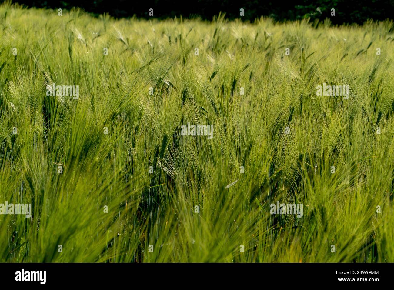 Barley fields ,Barley grain is used for flour, barley bread, barley ...