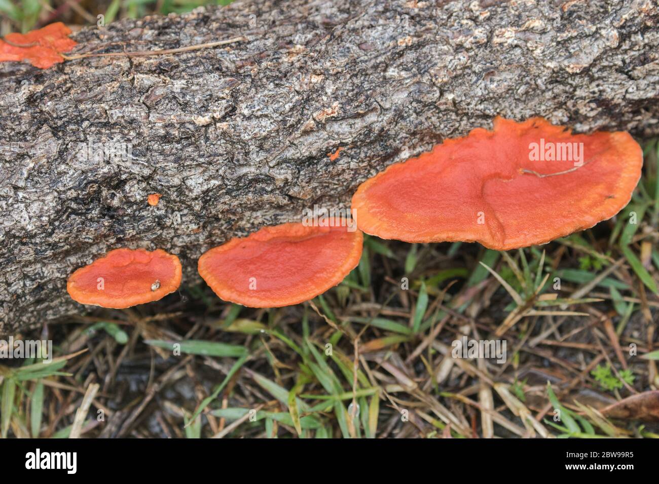 Orange Bracket Fungi on rotting log Stock Photo - Alamy