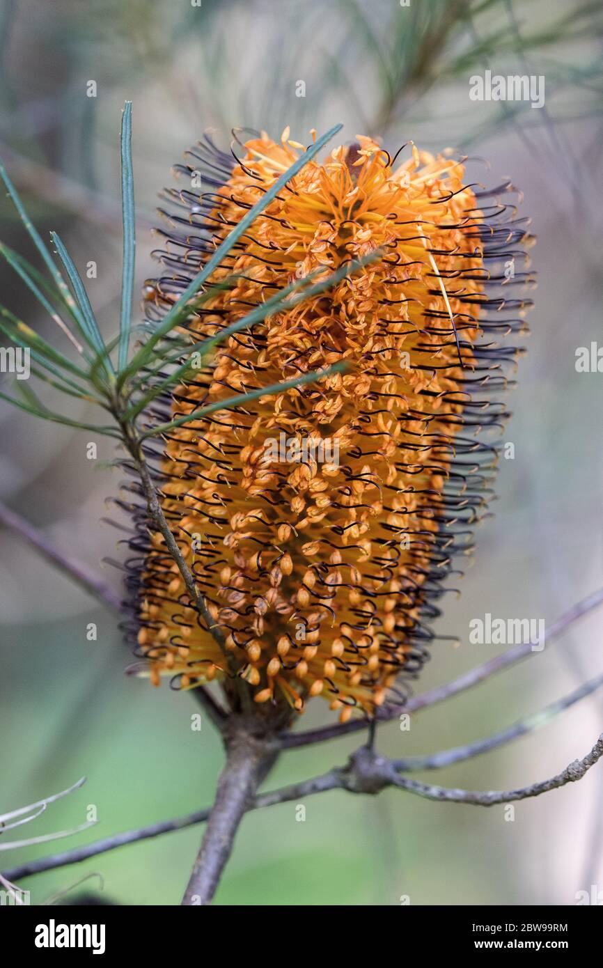 Banksia Spinulosa High Resolution Stock Photography and Images - Alamy