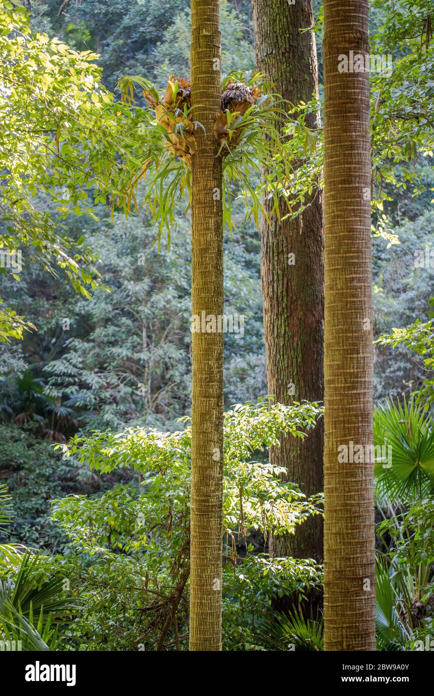Elkhorn Fern growing on trunk of a Cabbage Palm Stock Photo - Alamy