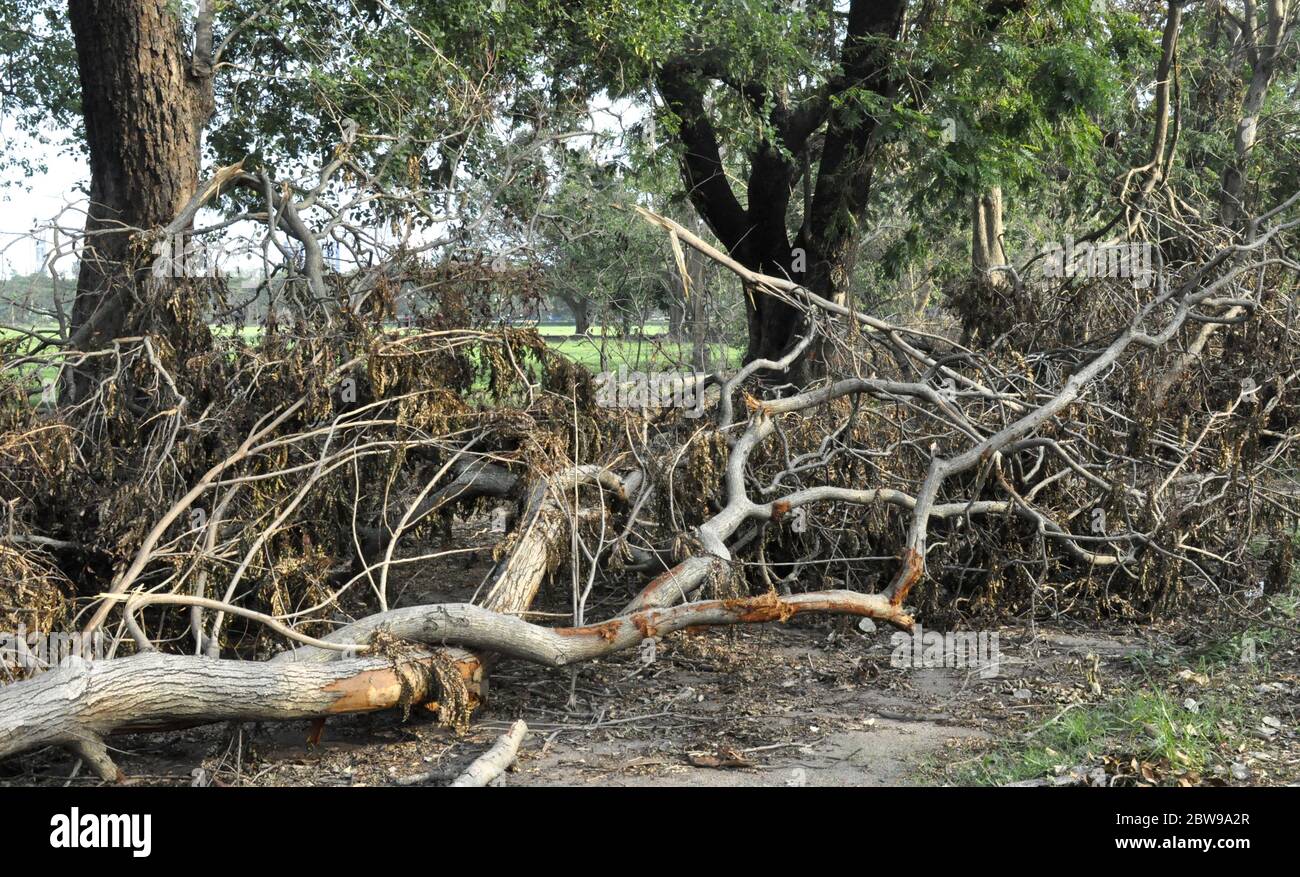 India. 30th May, 2019. After Two weeks of Super cyclone Amphan ...