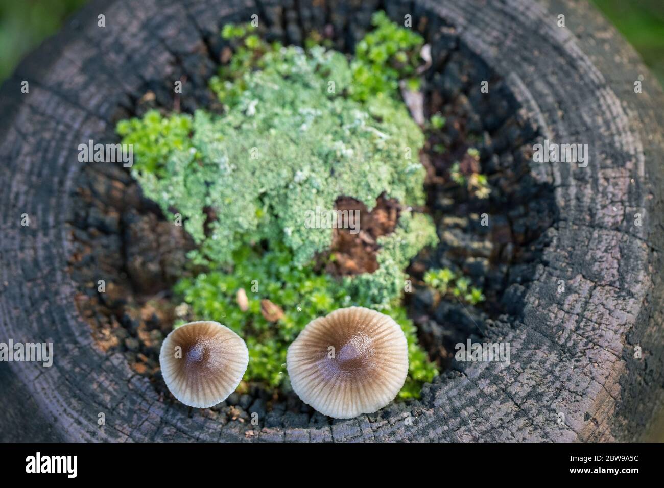 Toadstools growing in roadside post Stock Photo - Alamy