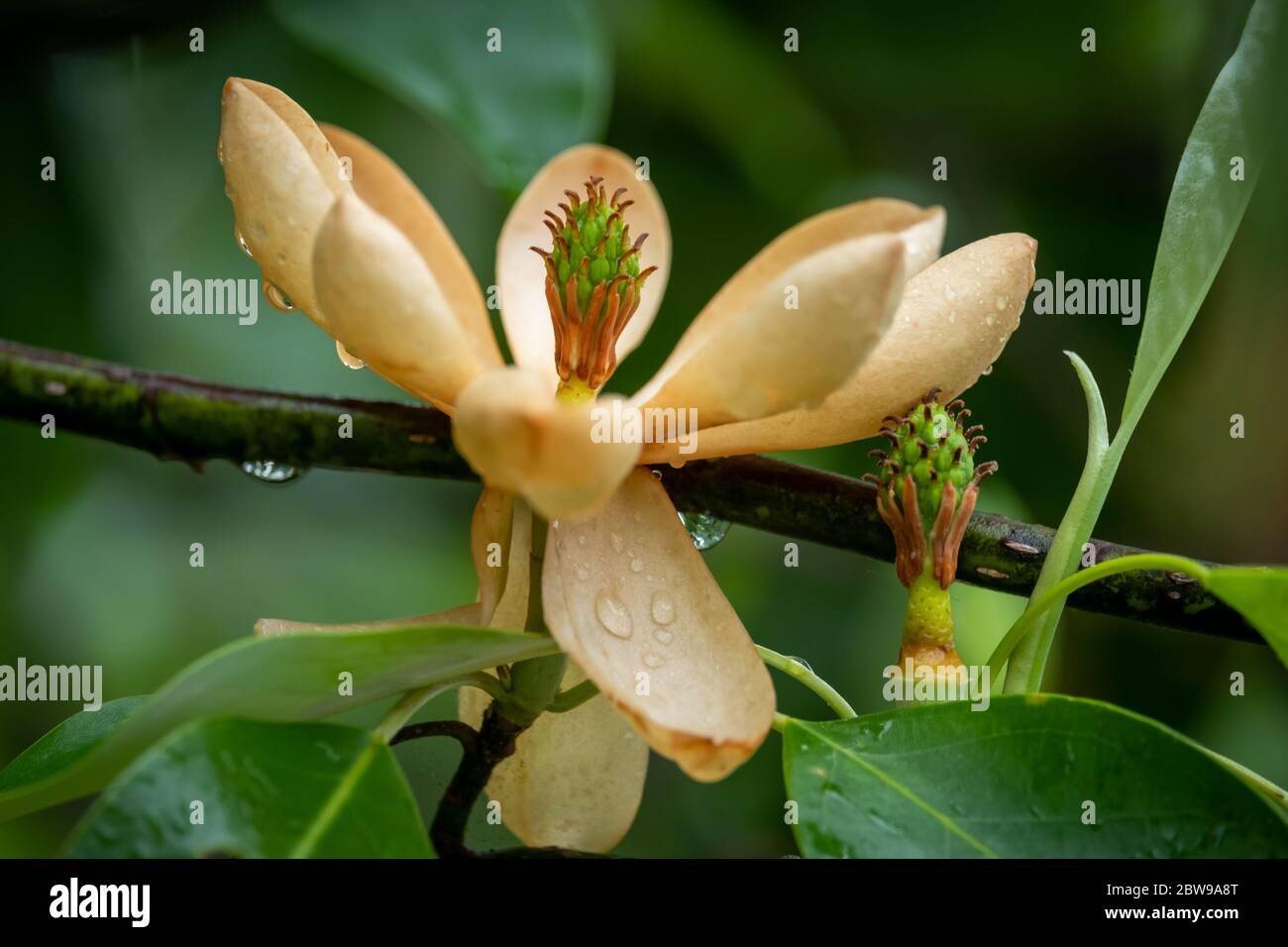 Magnolia virginiana hi-res stock photography and images - Alamy