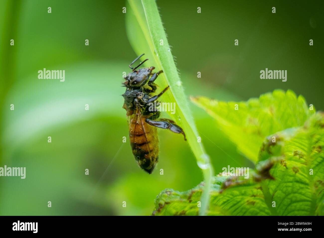 A western honey bee is soaked by the rain. North Carolina Stock Photo ...