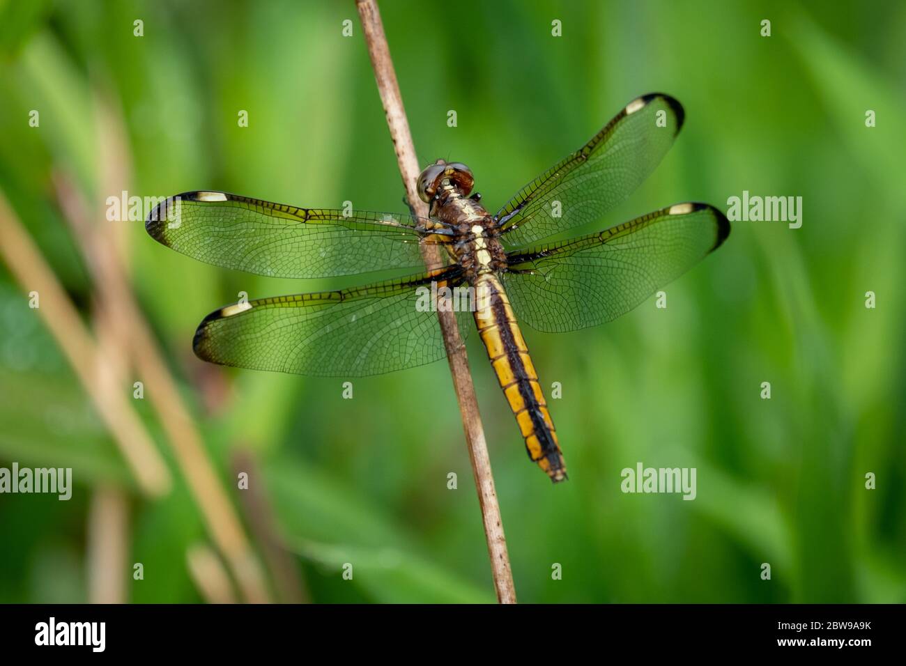 Spangled skimmer libellula cyanea hi-res stock photography and images ...