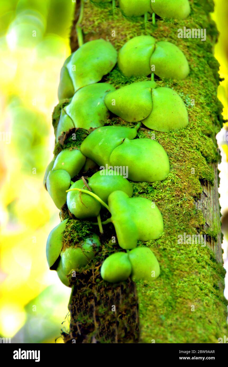 Vine clinging to tree hi-res stock photography and images - Alamy