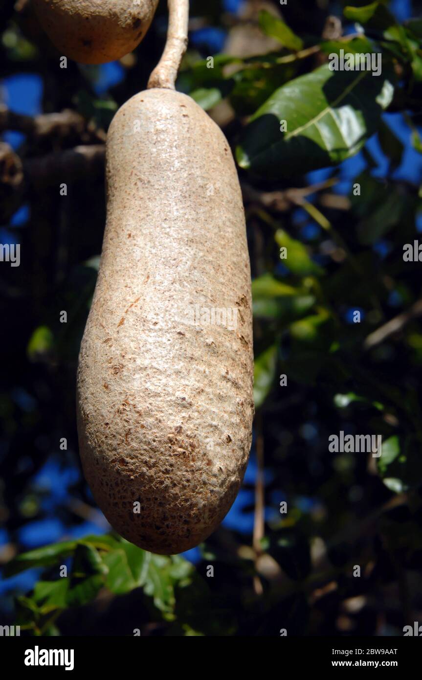 Long potato shaped fruit hangs in the canopy of a tree called "sausage ...
