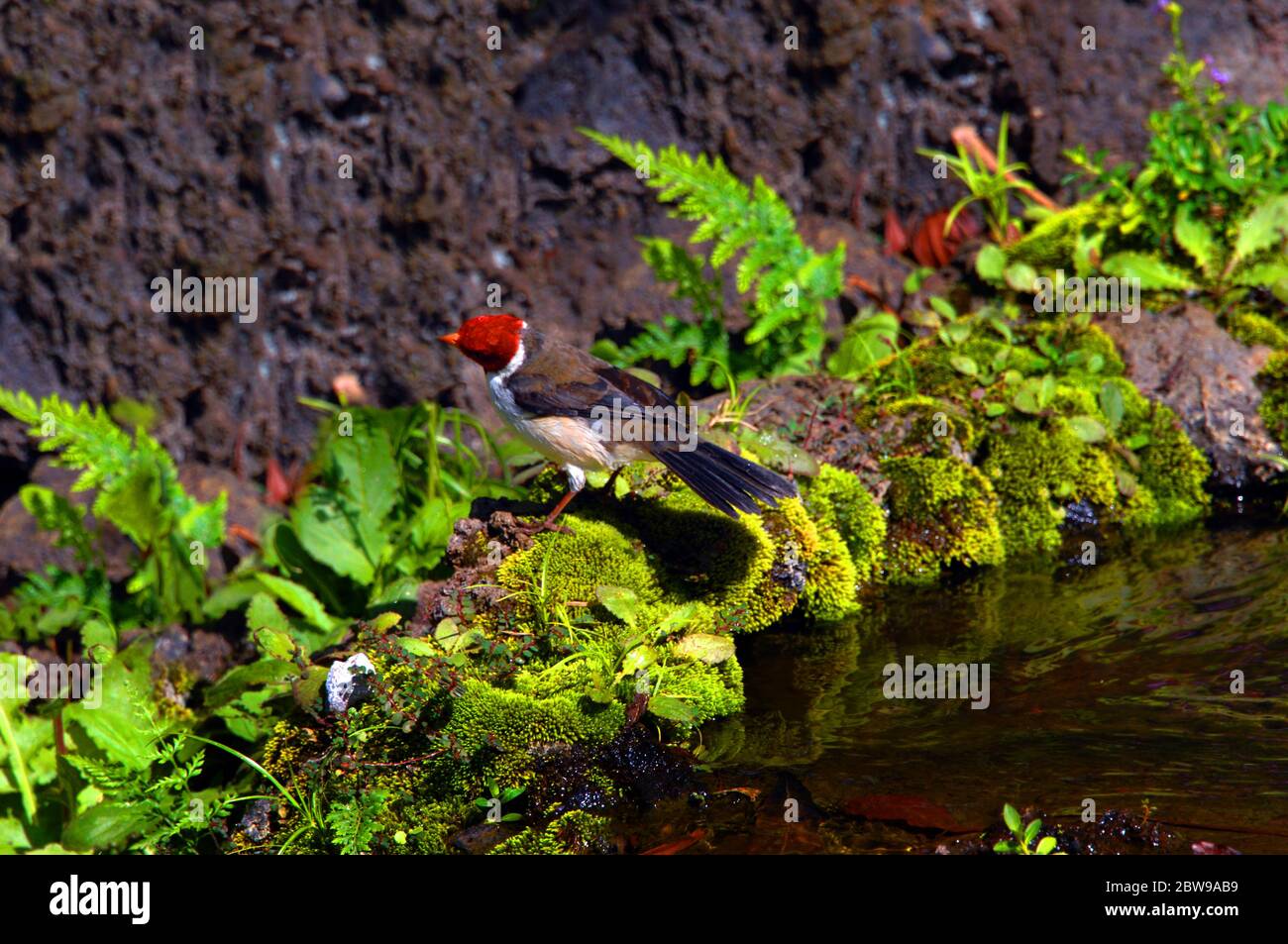 Red Crested Cardinal bathes in a quiet pool on the Big Island of Hawaii ...