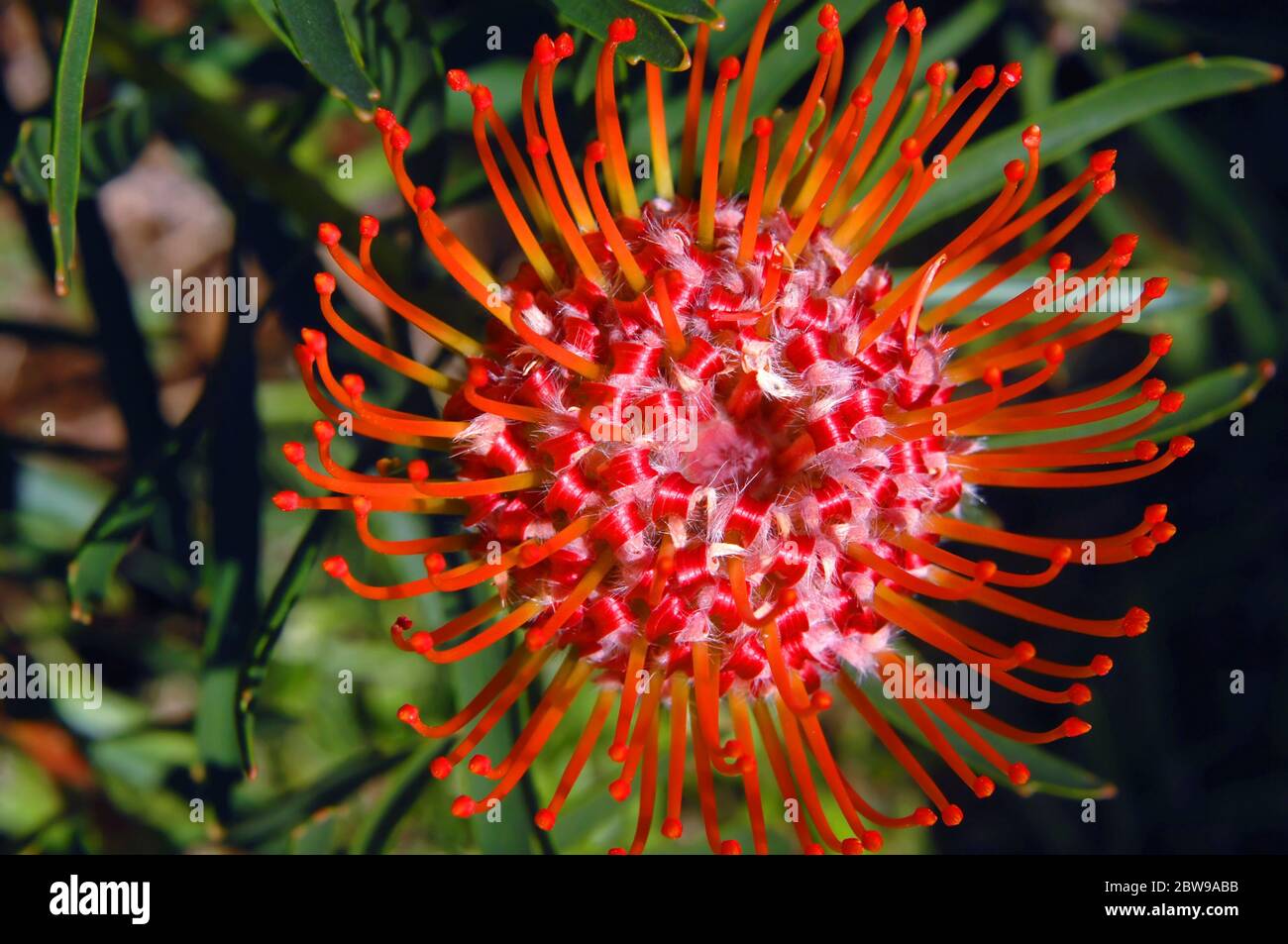 Beautiful protea flower opening hi-res stock photography and images - Alamy