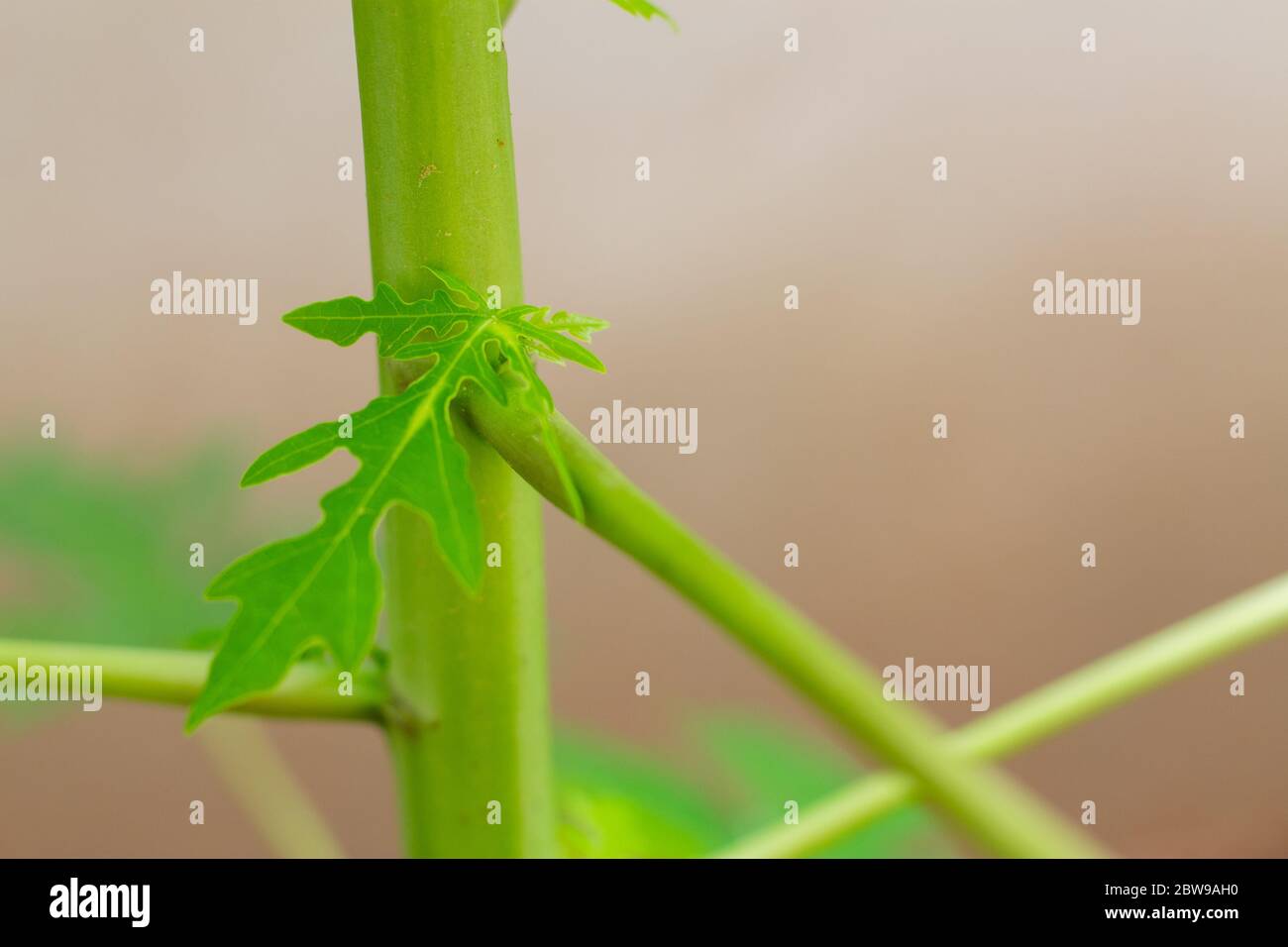 The branches of a small papaya tree are sprouting from the original ...