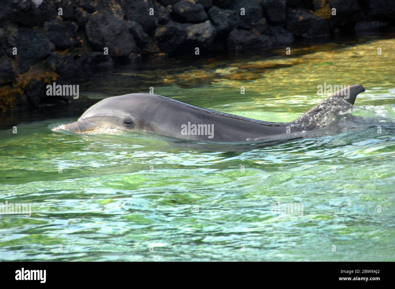 Bottlenose Dolphin Home