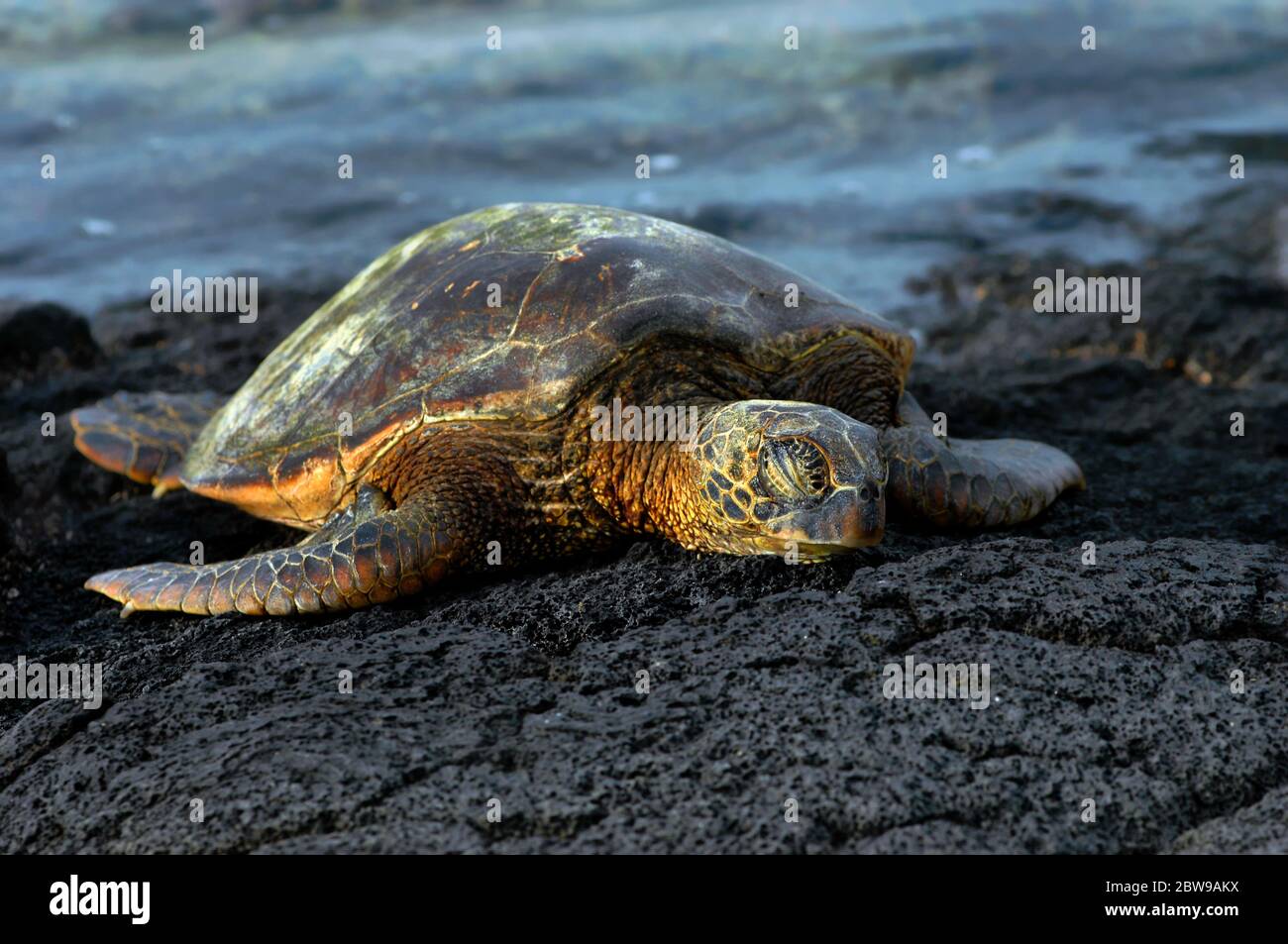 Tired green sea turtle dozes on the black lava rocks on the shore of ...