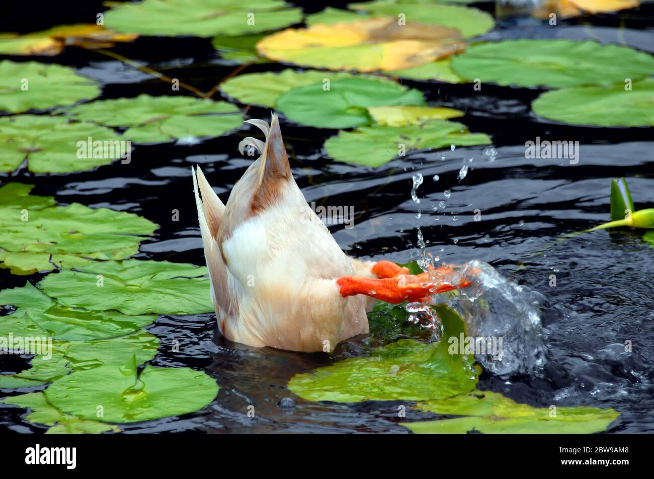 Duck has his head buried beneath the sand but his "sand" is a lagoon on ...