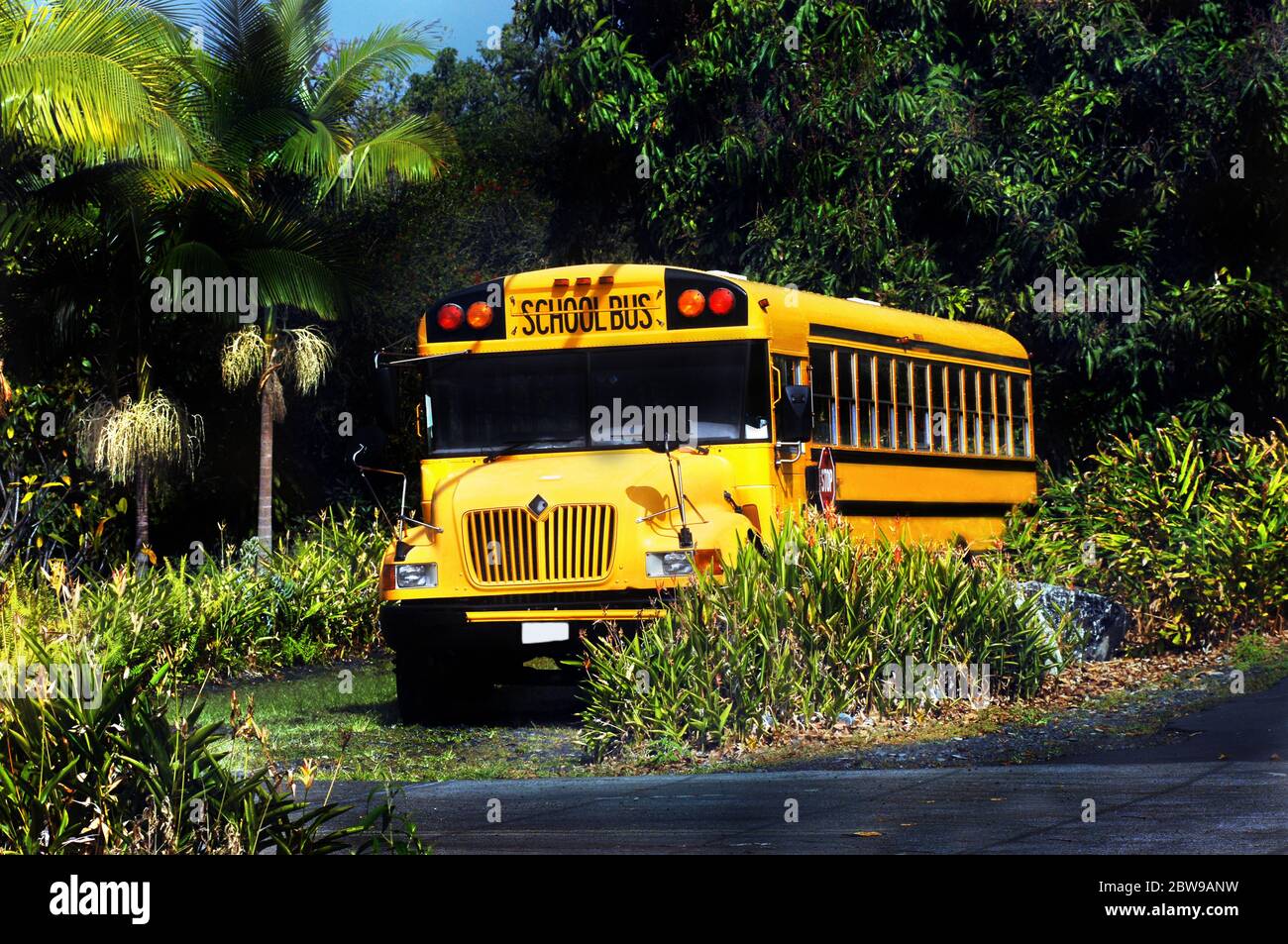 Yellow school bus parks beneath the palm trees for shade and waits for ...