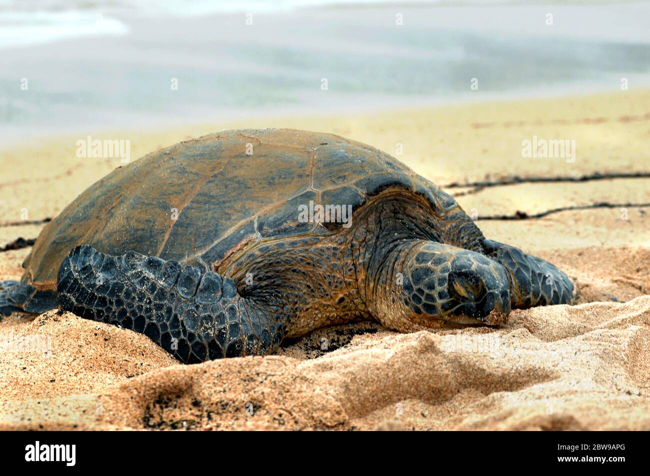 Green sea turtle has made its nest in the sand for a long snooze ...
