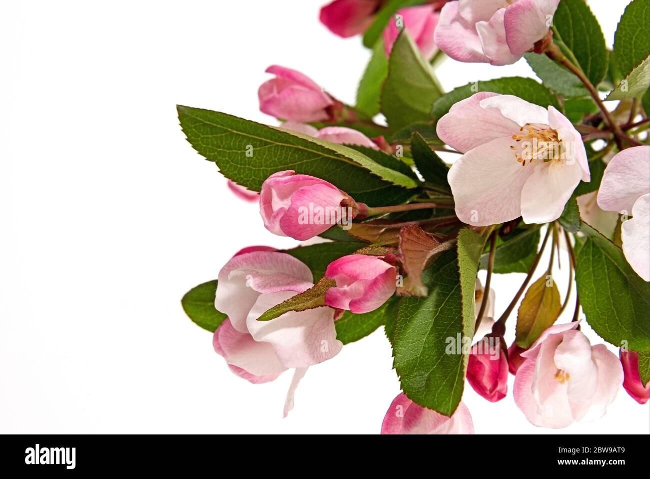 Close up of flowering crabapple Stock Photo - Alamy