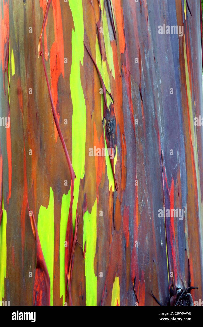 Rainbow Eucalyptus Tree Furniture