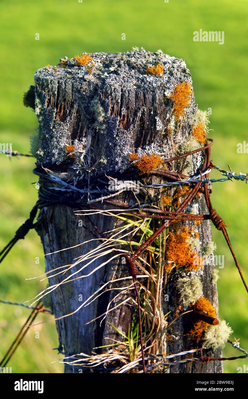 Lichen, moss, grass and mold grow from crevices in rotting fence post ...