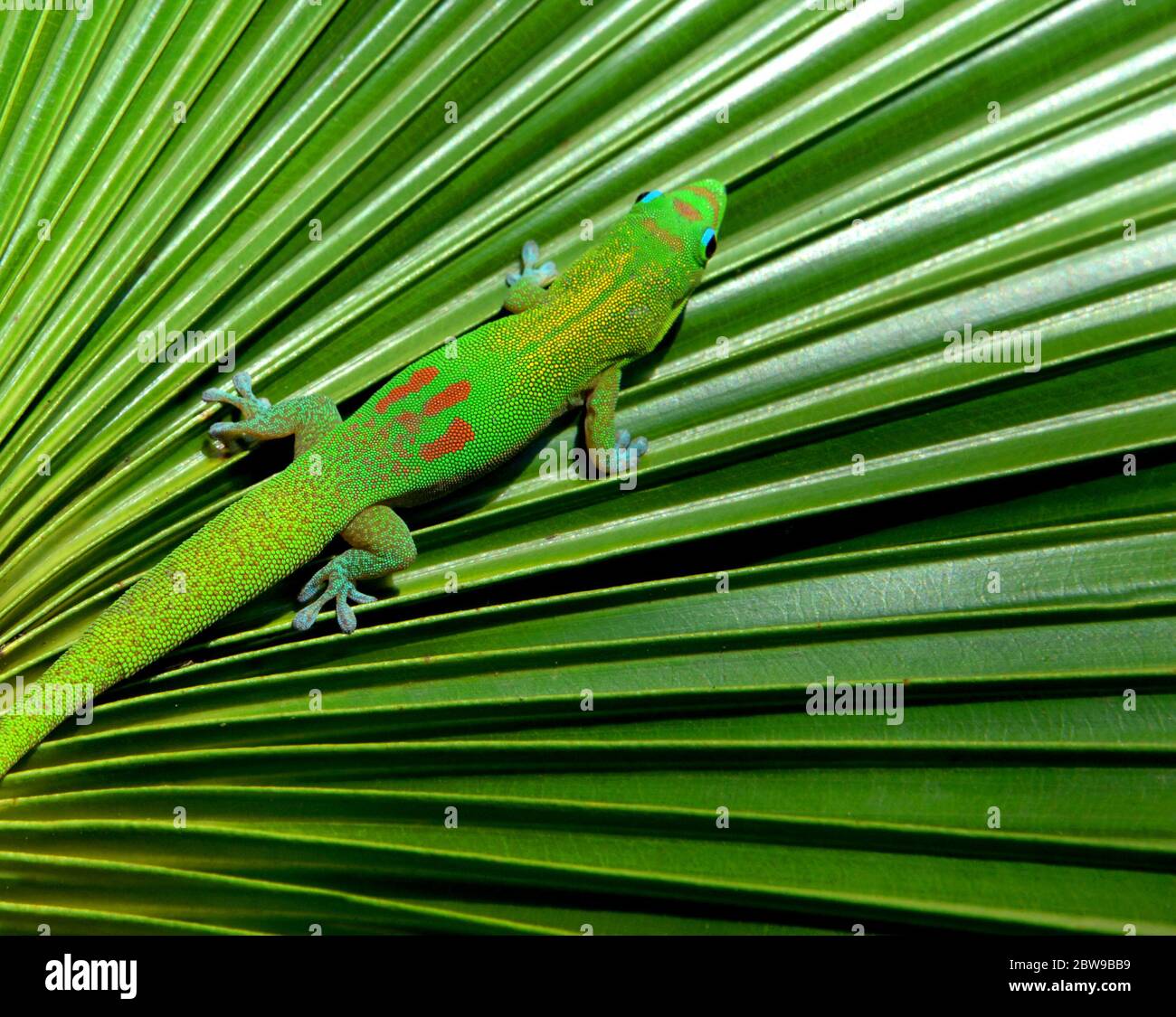 Colorful gecko with blue eyes and webbed feet hides on the pleated ...