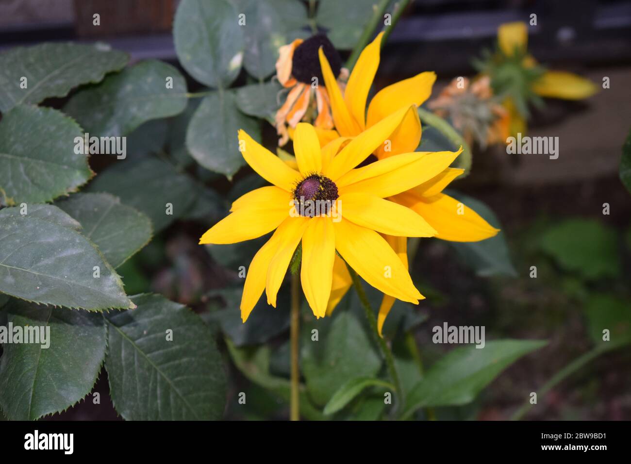 Yellow and blue flower fields hi-res stock photography and images - Alamy