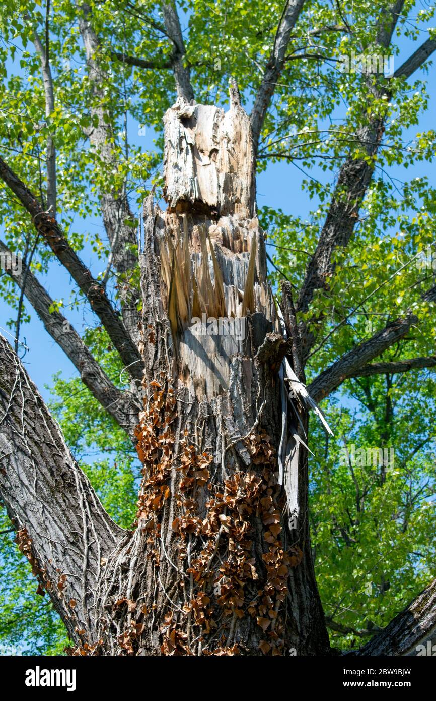 Destroyed tree in the forest, green background Stock Photo - Alamy