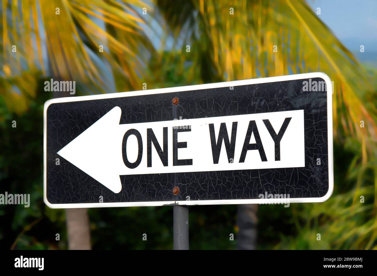 Traffic sign on Big Island of Hawaii reads "one way." Palm fronds and ...
