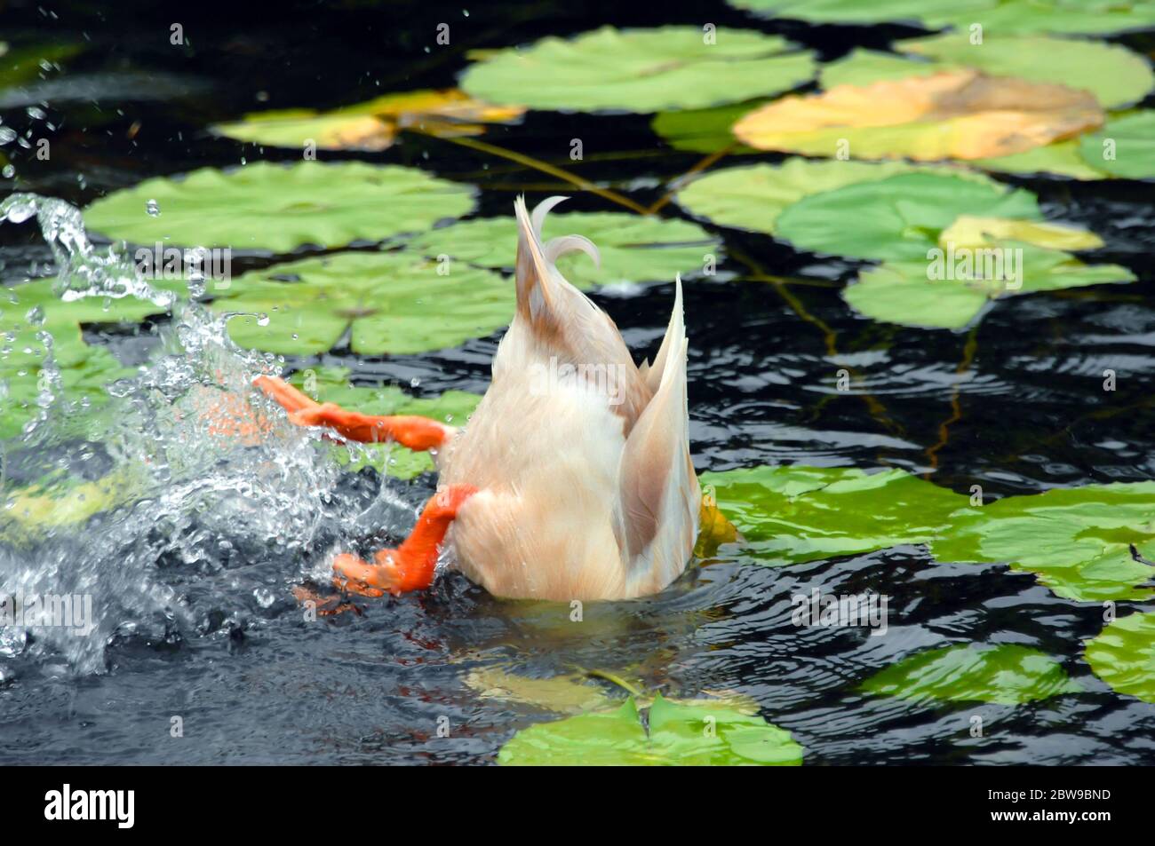 Feet paddling under the surface hi-res stock photography and images - Alamy